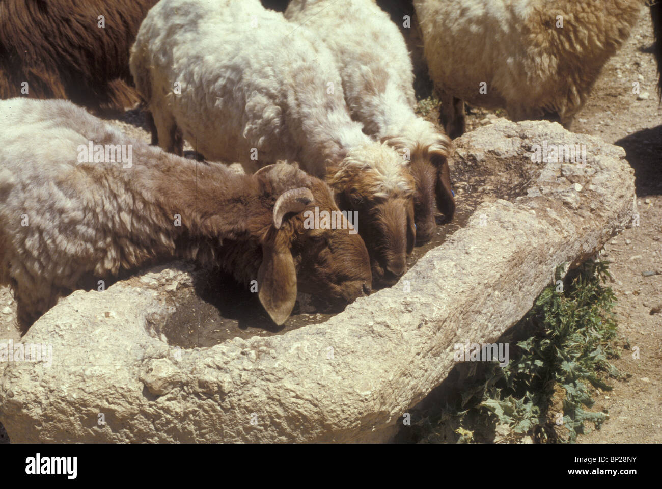 2255. SHEEP DRINKING FROM A STONE CARVED TROUGH, JUDEA, HEBRON AREA ...