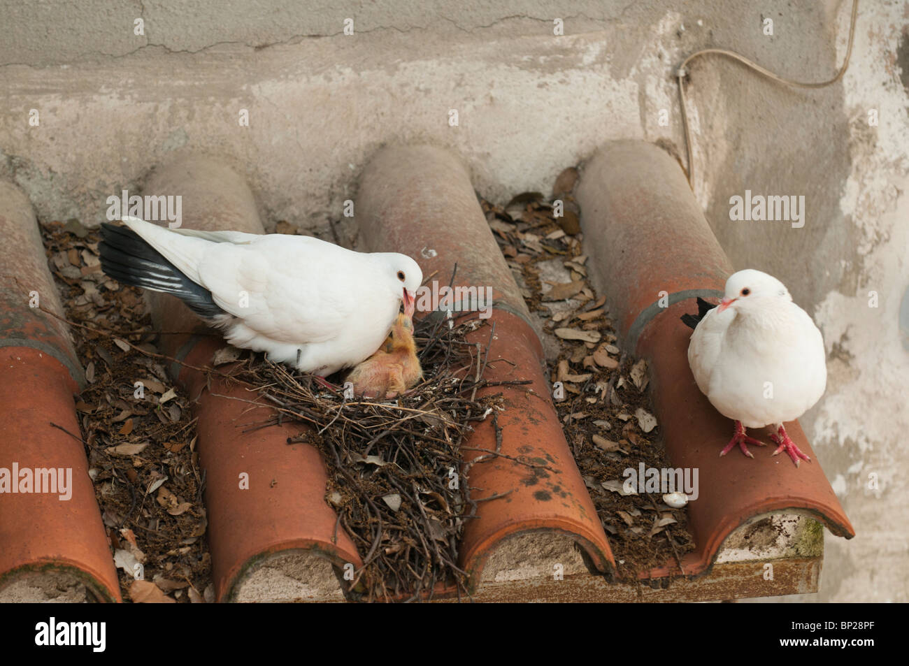 Domestic white pigeon breeding urban environment chicks parents feeding ...