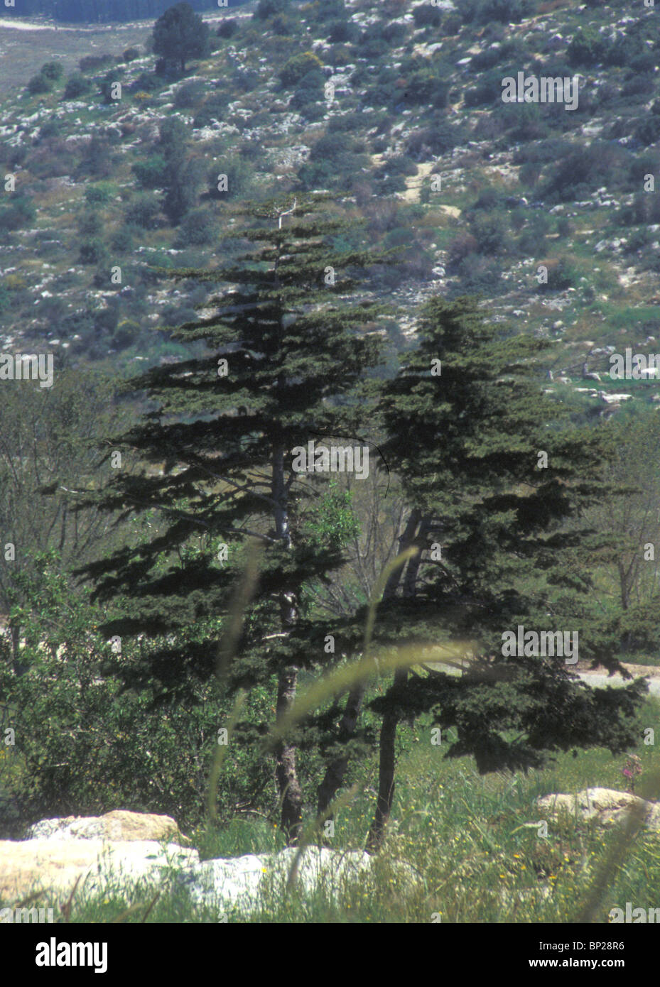 2306. CEDAR OF LEBANON Stock Photo - Alamy