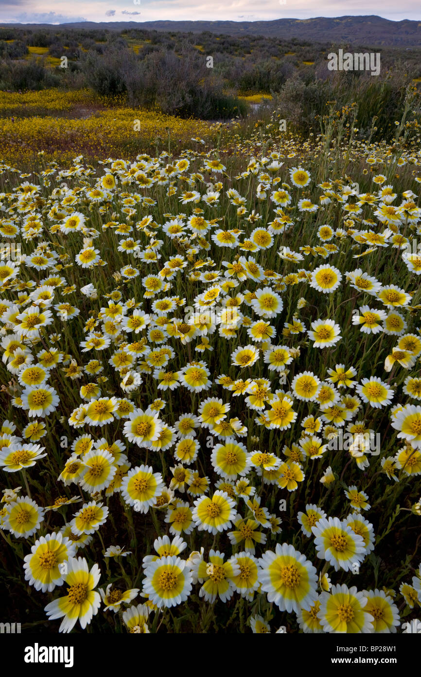 Masses of Tidy Tips Layia platyglossa and other flowers on the Carrizo ...