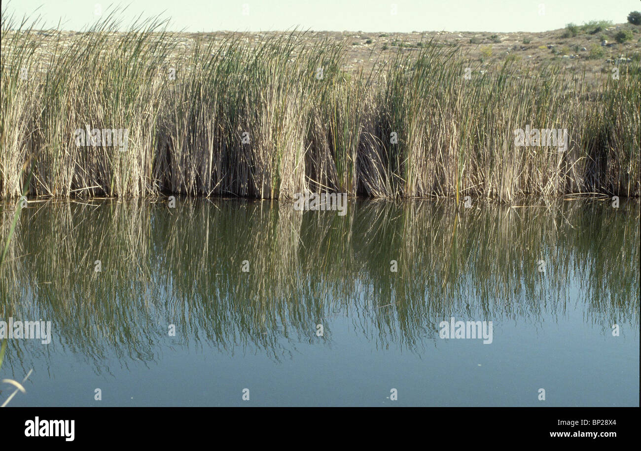 2383. PAPYRUS GROWING ON THE NILE AND THE SURROUNDING MARSHES Stock ...