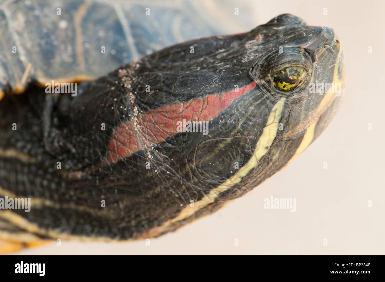 Florida turtle hi-res stock photography and images - Alamy