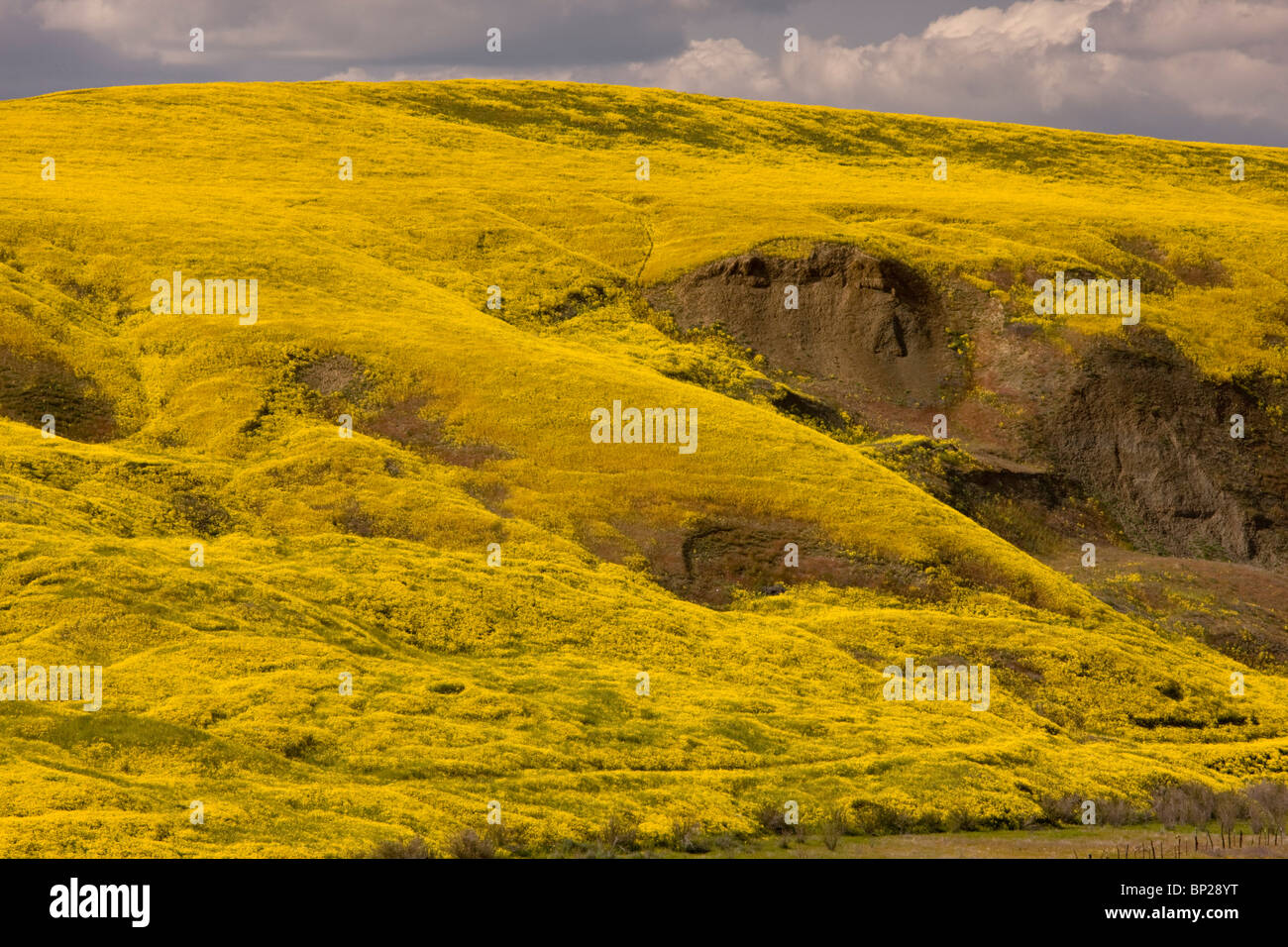 Hillsides covered with Hillside Daisy Monolopia lanceolata in spring ...