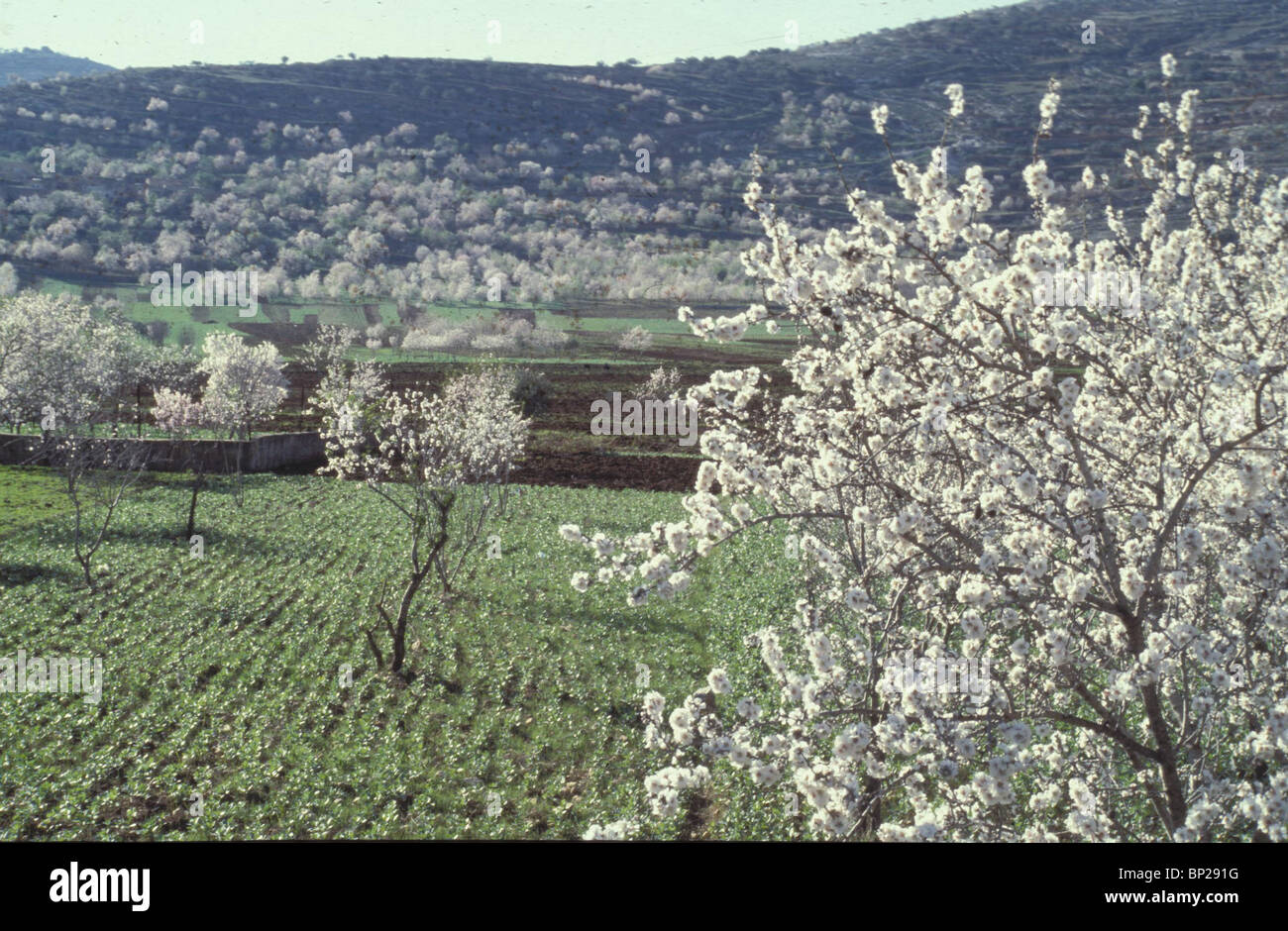 2486. SAMARIA IN SPRING Stock Photo - Alamy