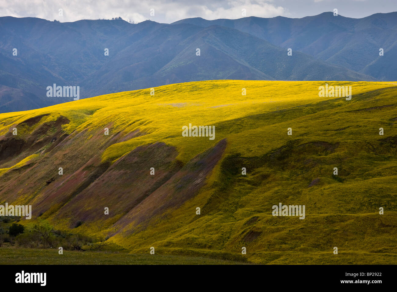 Hillsides covered with Hillside Daisy Monolopia lanceolata in spring ...