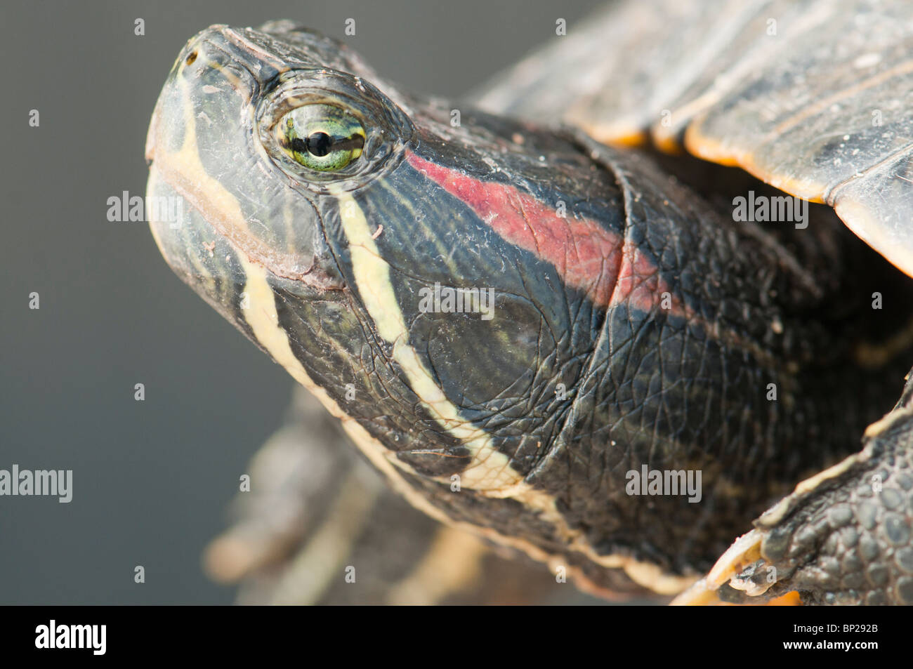 Portrait de reptile hi-res stock photography and images - Alamy