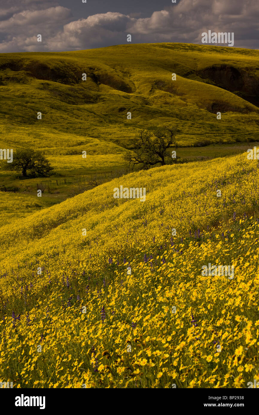 Hillsides covered with Hillside Daisy Monolopia lanceolata in spring ...