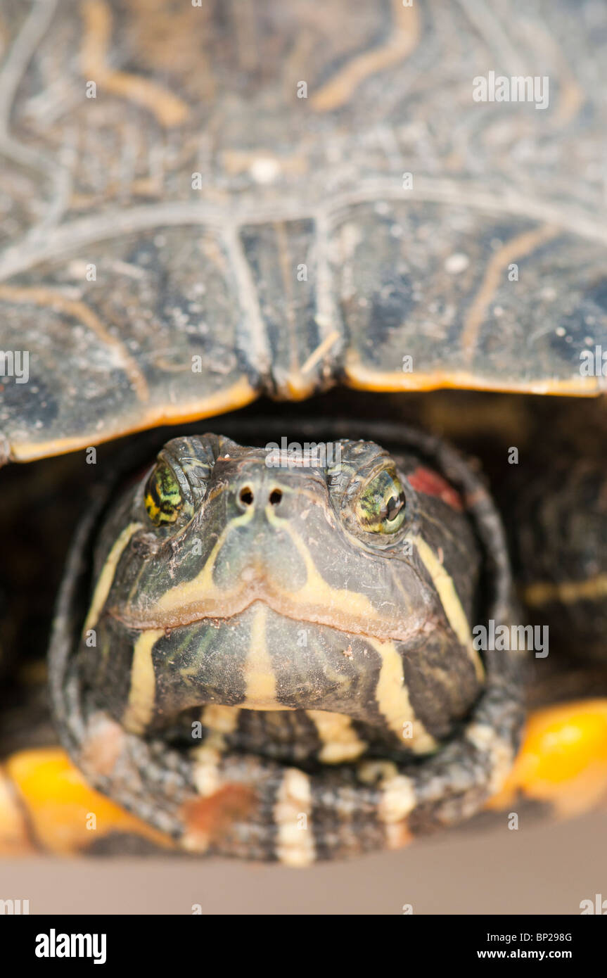 Portrait of Florida turtle, invasive species in southern Europe after ...