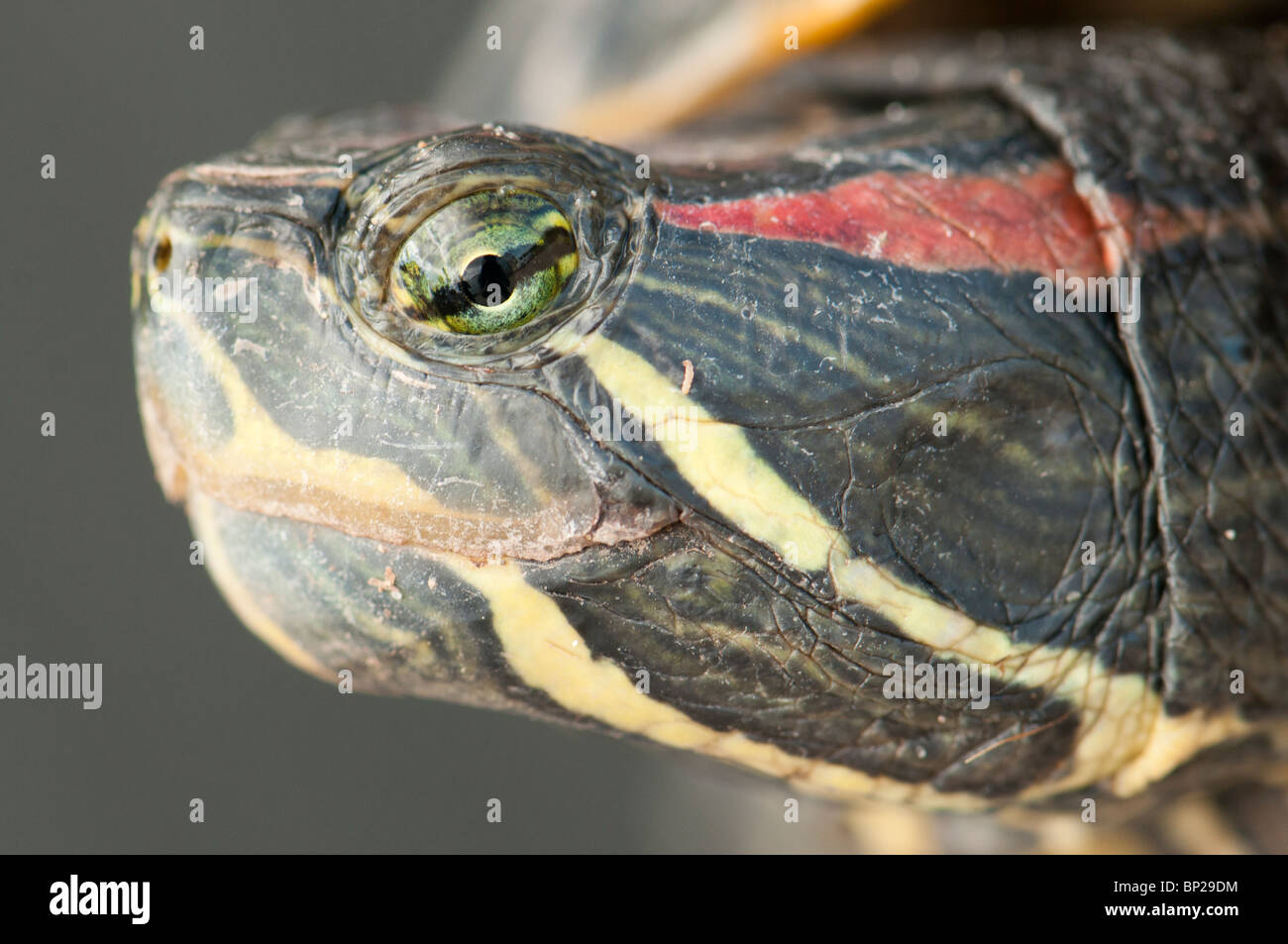 Portrait of Florida turtle, invasive species in southern Europe after ...