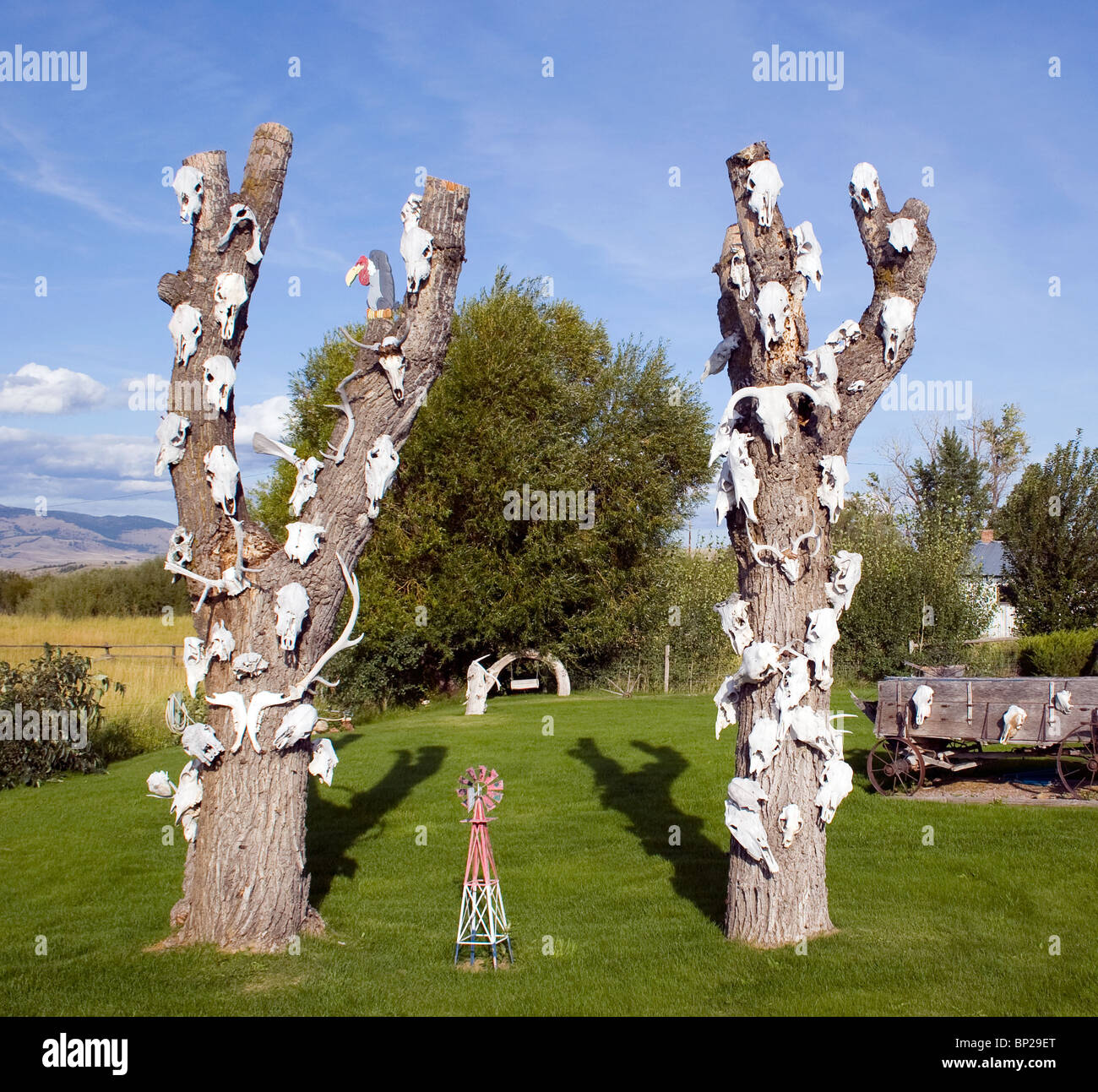 Cow Sculls on tree stumps in Hall Montana Stock Photo - Alamy