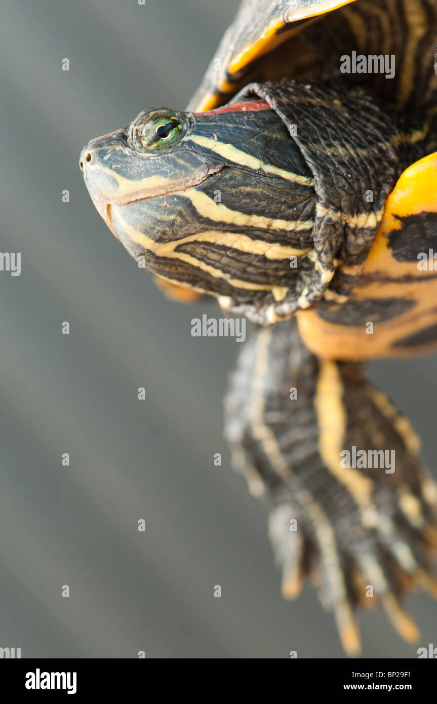 Portrait of Florida turtle, invasive species in southern Europe after ...