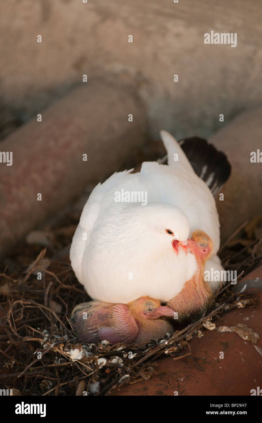 Domestic white pigeon breeding urban environment chicks parents feeding ...
