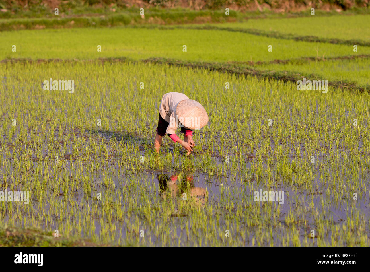 Rice paddy hats hi-res stock photography and images - Alamy