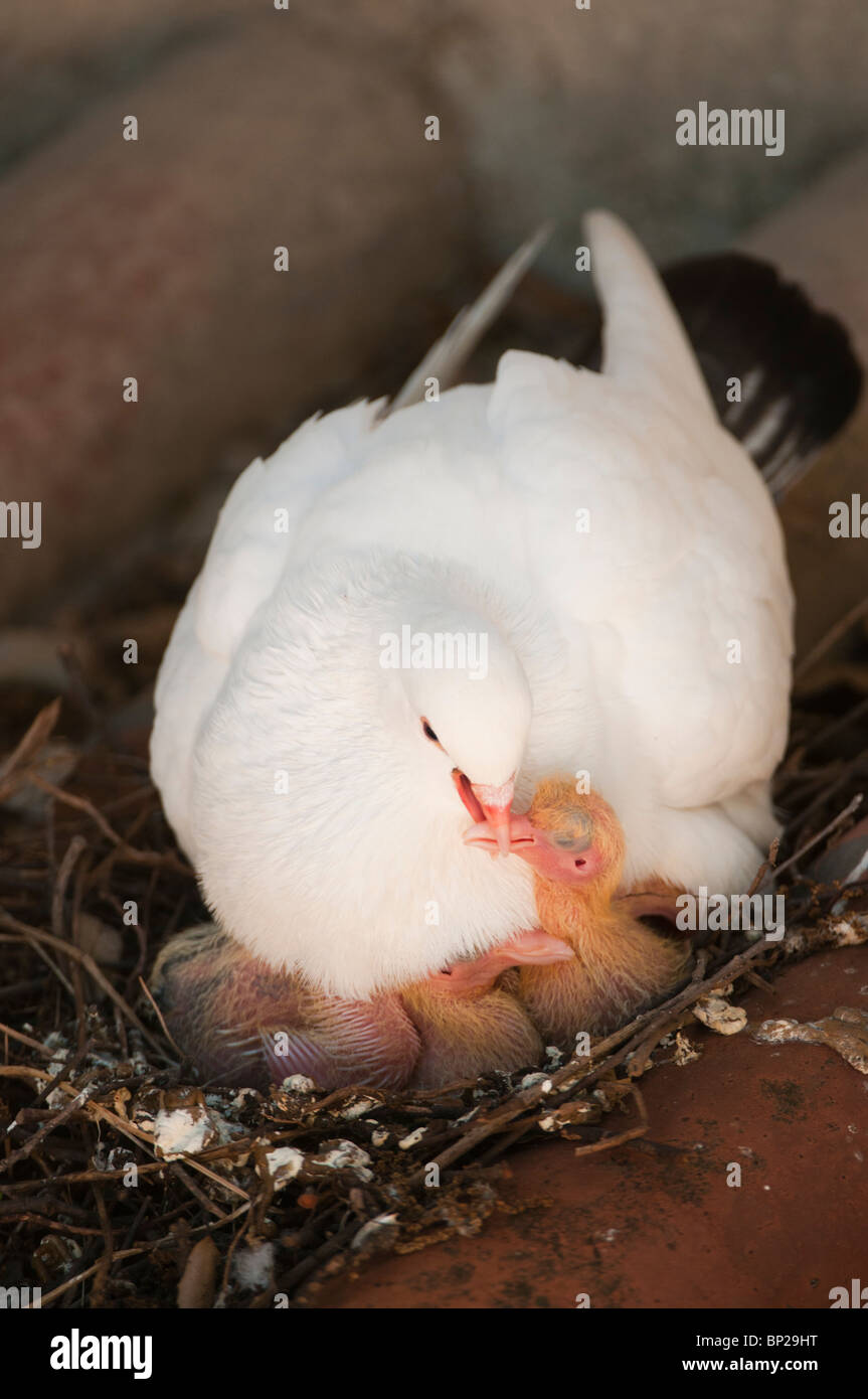 Domestic white pigeon breeding urban environment chicks parents feeding ...
