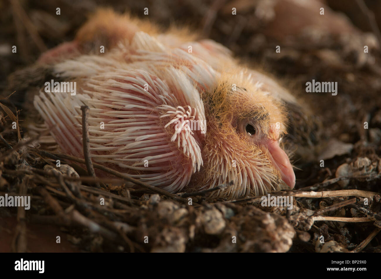 Life cycle of pigeon hi-res stock photography and images - Alamy