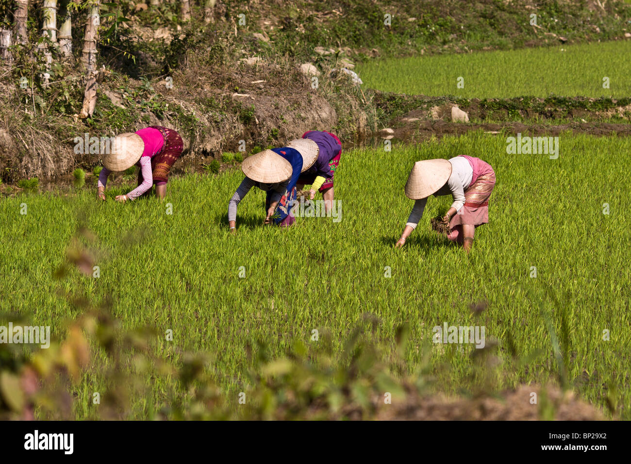 Four women wearing conical hats and skirts plant rice in a rice paddy ...