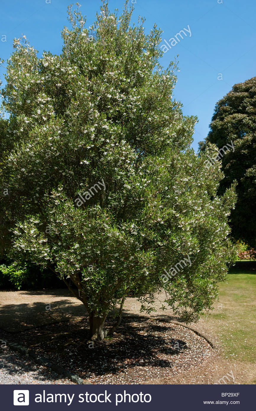 Eucryphia Stock Photos & Eucryphia Stock Images - Alamy
