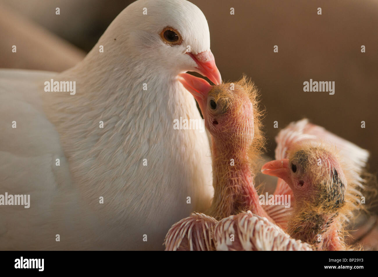Domestic white pigeon breeding urban environment chicks parents feeding ...