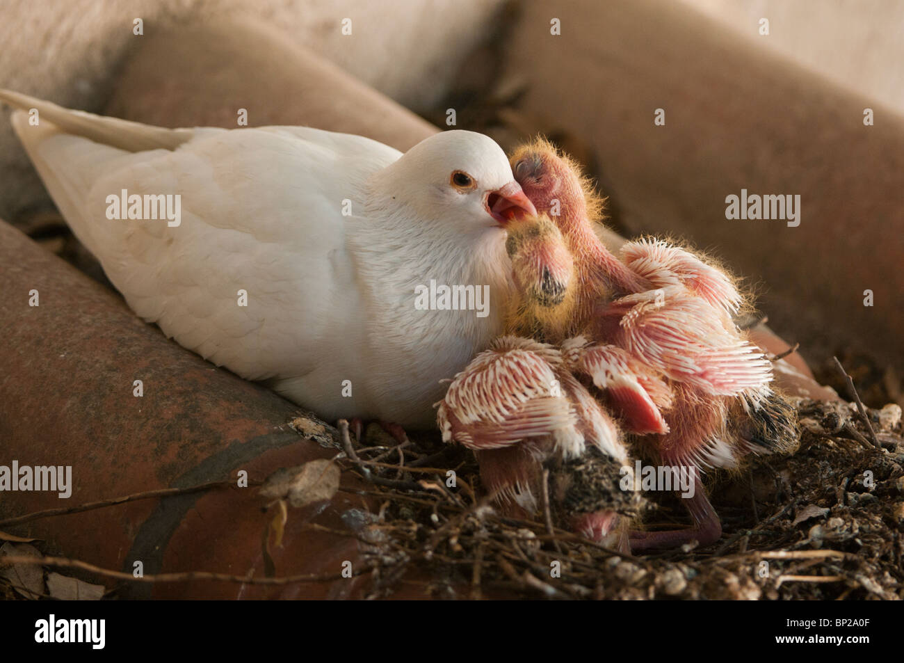 Domestic white pigeon breeding urban environment chicks parents feeding ...