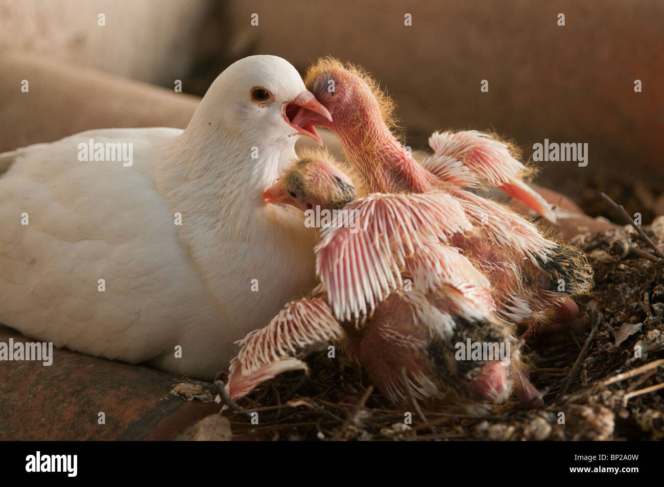 Domestic white pigeon breeding urban environment chicks parents feeding ...