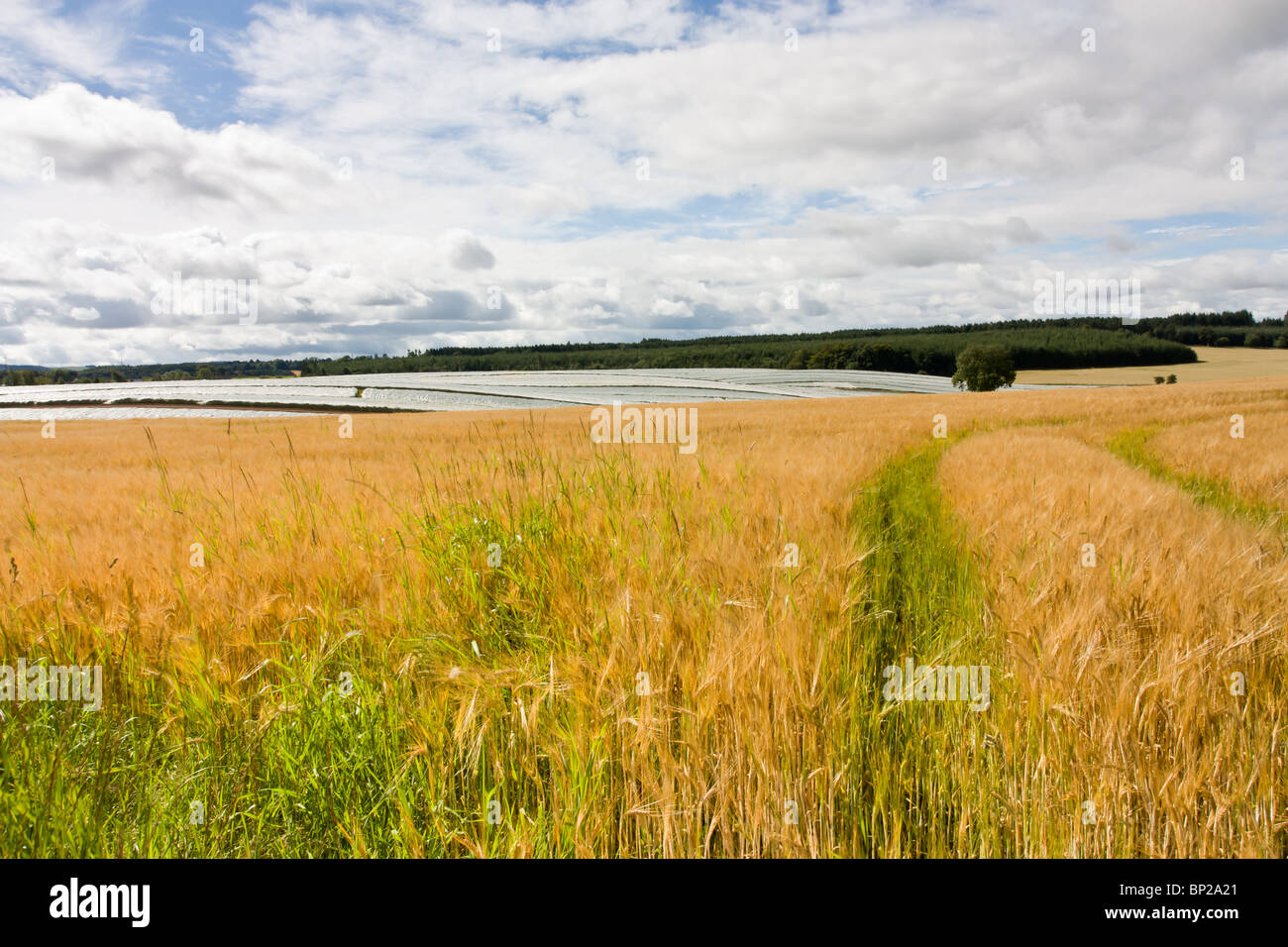 Scottish farming hi-res stock photography and images - Alamy