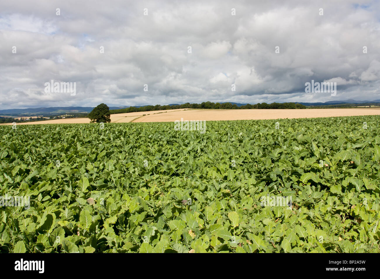 Scottish farming scene with cabbage crop in foreground and cereal crop ...