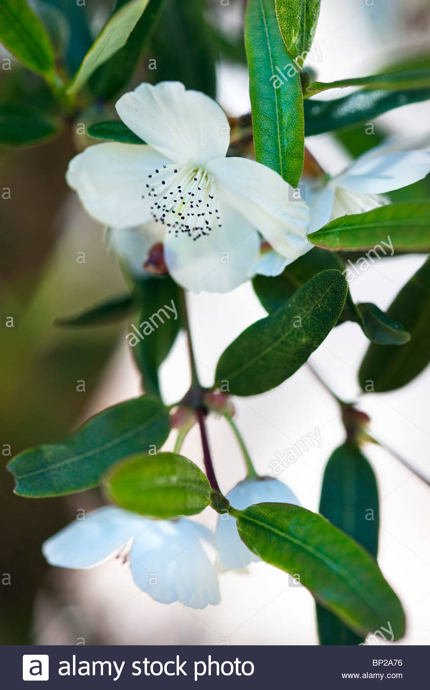 Eucryphia Stock Photos & Eucryphia Stock Images - Alamy