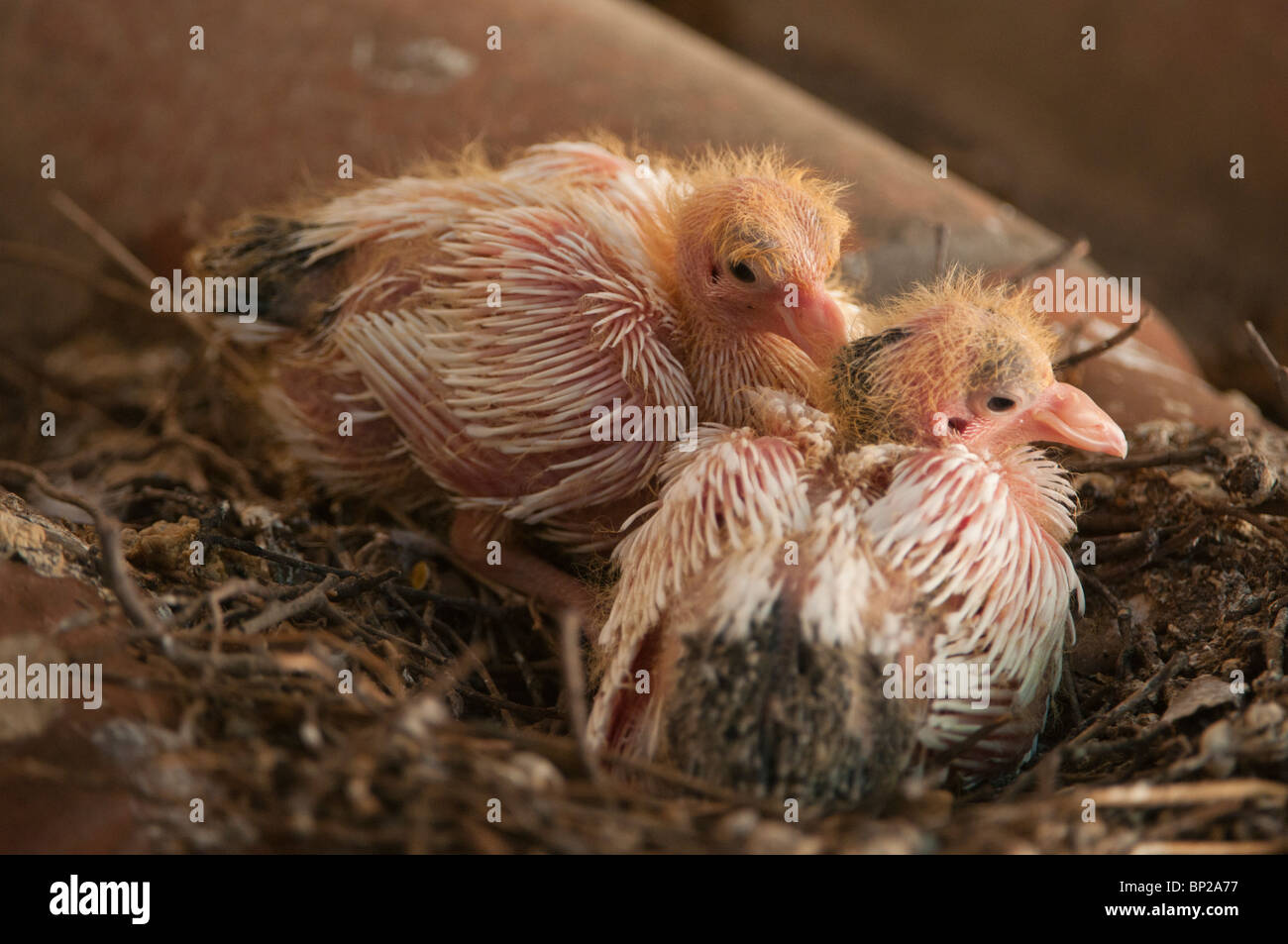 Domestic white pigeon breeding urban environment chicks parents feeding ...
