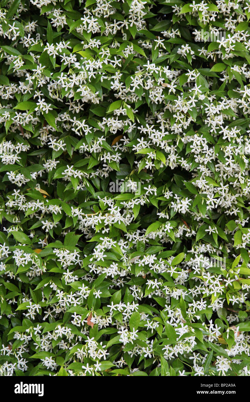 Jasmine flowers, Poggio ai Santi gardens Tuscany, Italy Stock Photo - Alamy