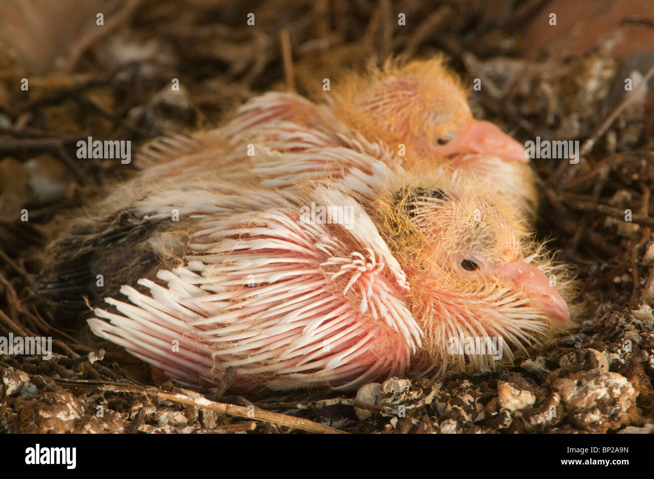 Domestic white pigeon breeding urban environment chicks parents feeding ...