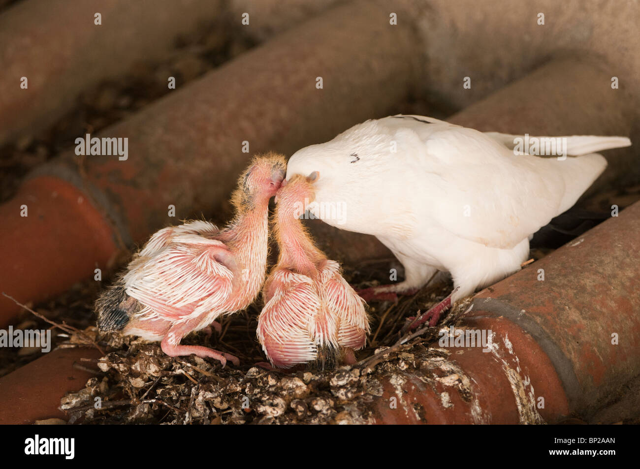 Domestic white pigeon breeding urban environment chicks parents feeding ...