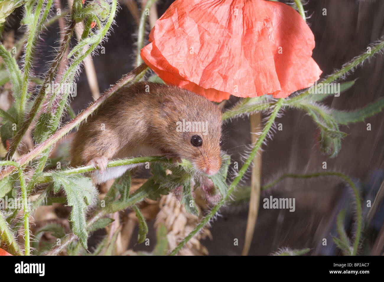 Harvest Mouse (Micromys minutus). Moving through hairy covered Poppy ...