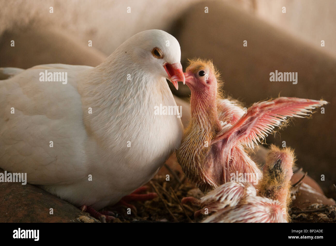 Pigeon feeding chicks hi-res stock photography and images - Alamy