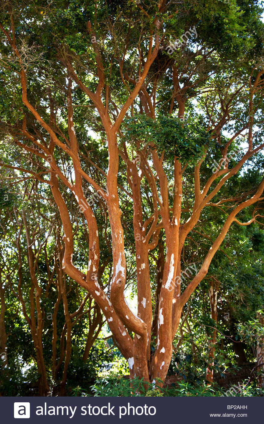 Luma apiculata (Chilean myrtle Stock Photo: 30785037 - Alamy Luma apiculata (Chilean myrtle Stock Photo: 30785037 - Alamy