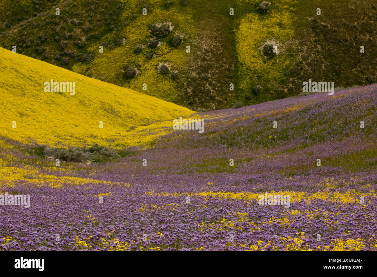 Spectacular masses of wildflowers covering the slopes of The Temblor ...
