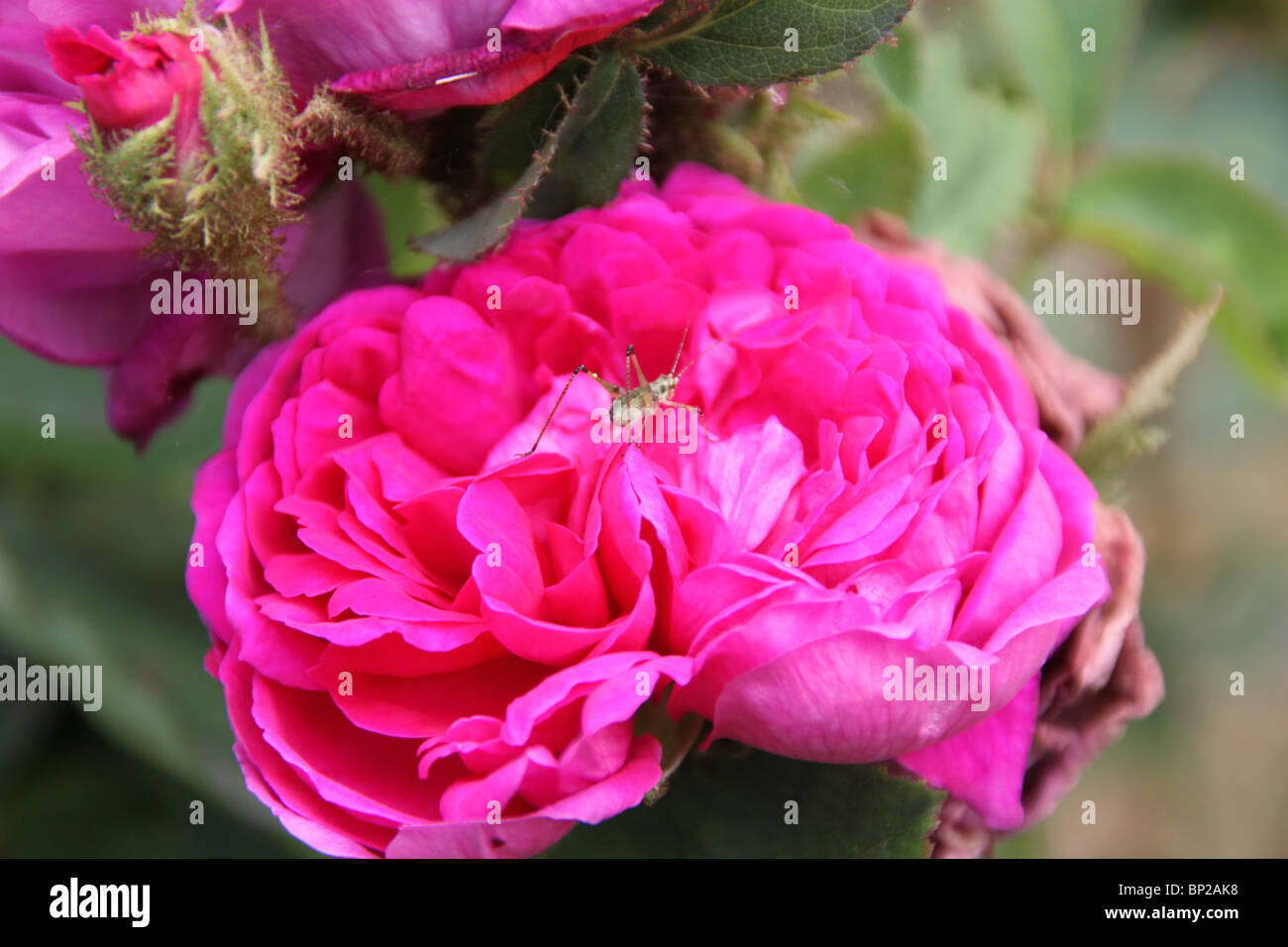 Pink roses flowers tuscany italy hi-res stock photography and images ...