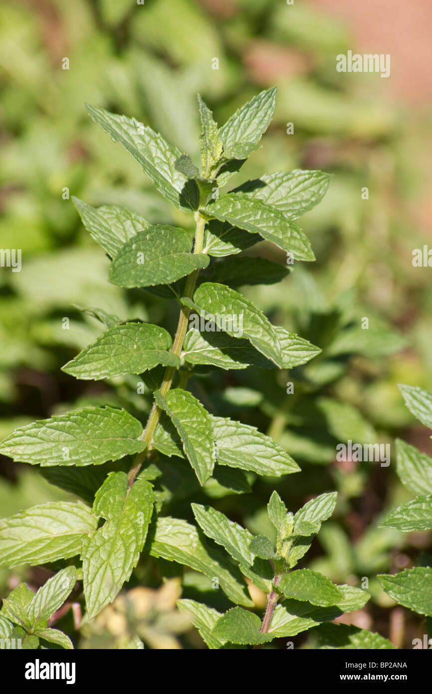 Natural herbal mint plant hi-res stock photography and images - Alamy