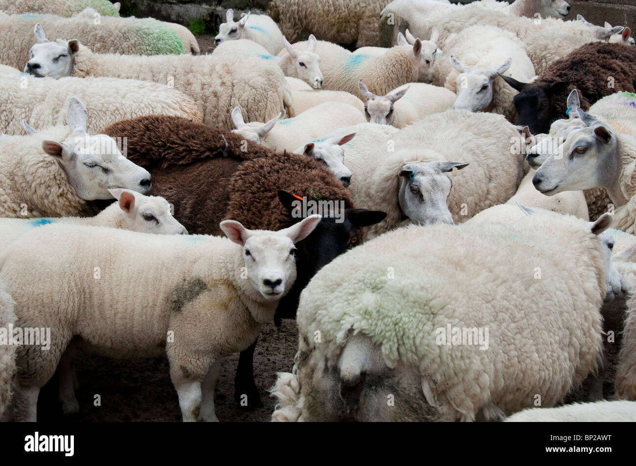 Sheep in a pen Stock Photo - Alamy
