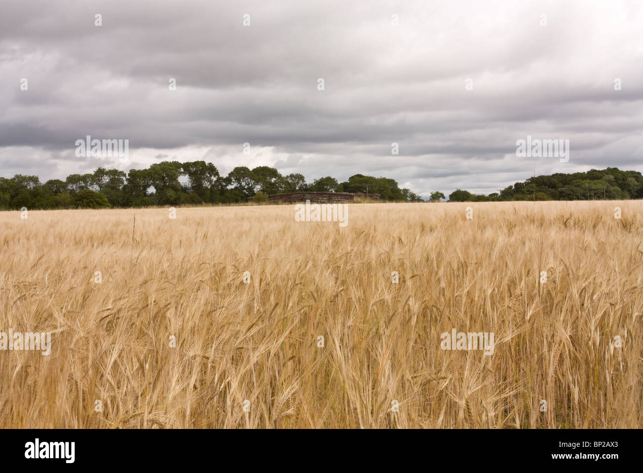 Scottish farming scene of ripe cereal crop in foreground Stock Photo ...