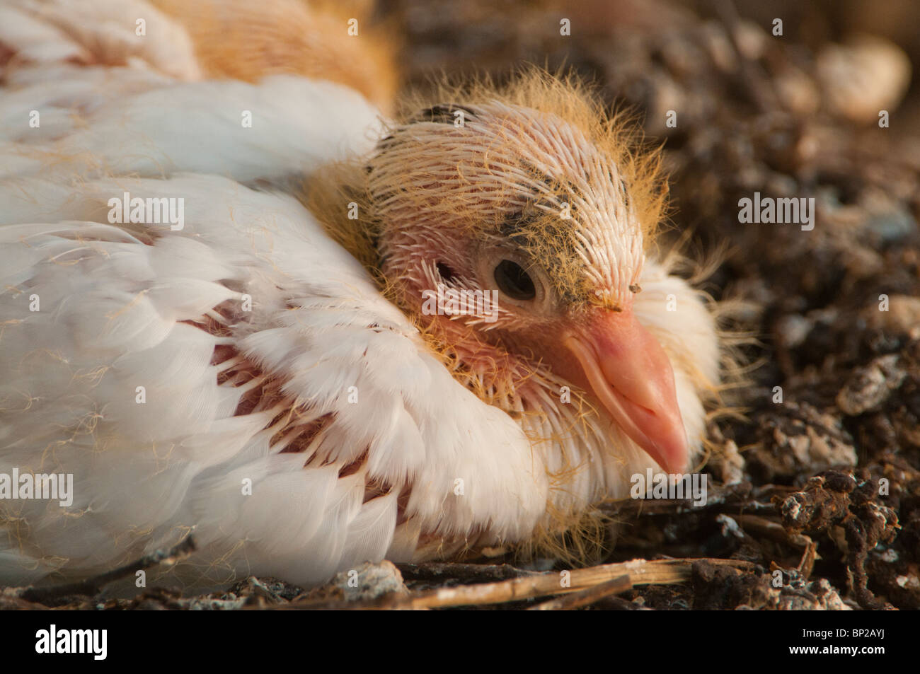Domestic white pigeon breeding urban environment chicks parents feeding ...