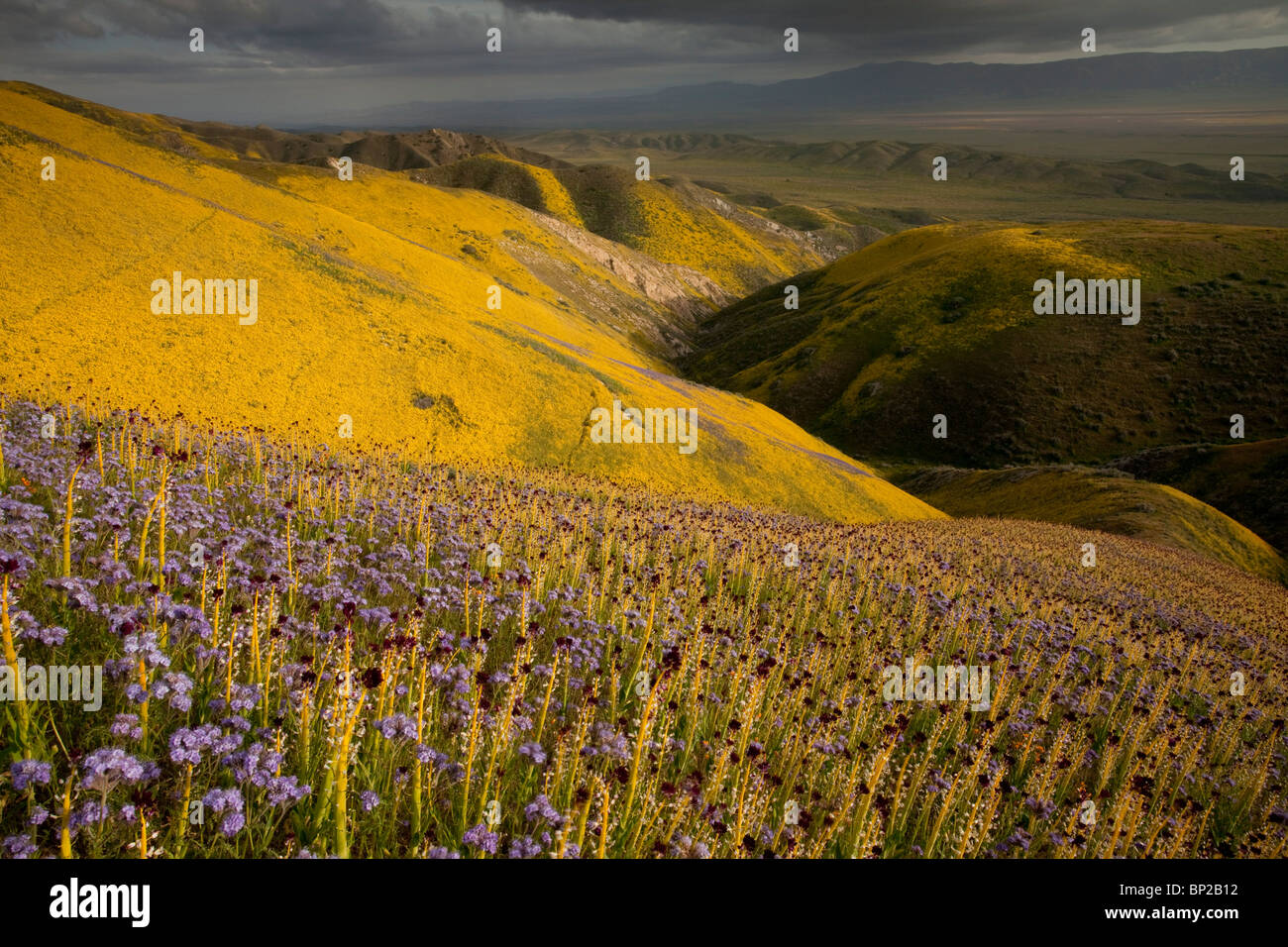 Spectacular masses of wildflowers, mainly Desert candle, Caulanthus ...