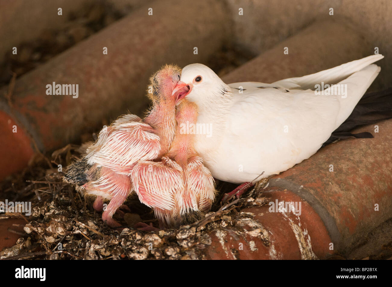 Domestic white pigeon breeding urban environment chicks parents feeding ...