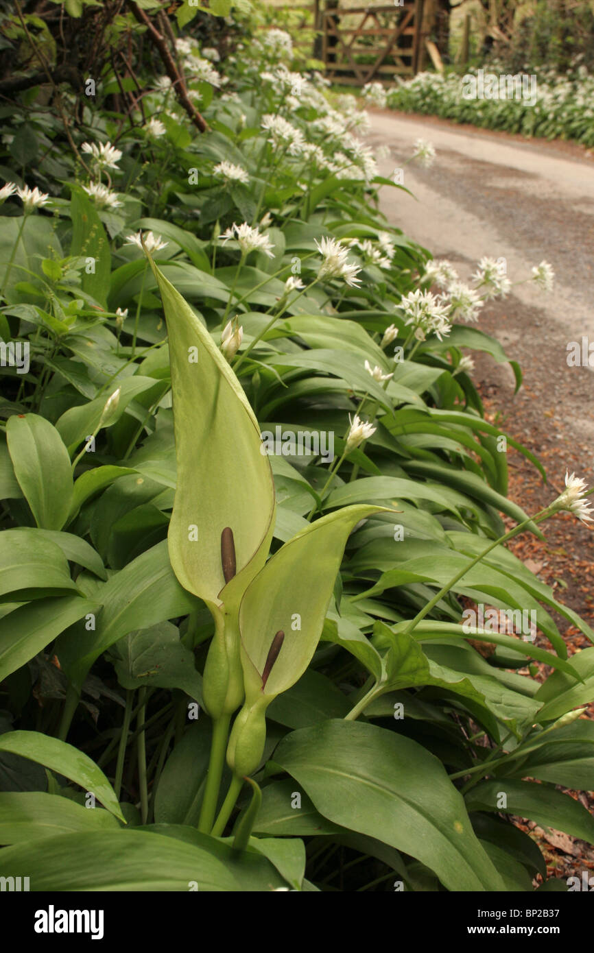 Lords-and-ladies (Arum maculatum : Araceae) beside a country lane, with ...
