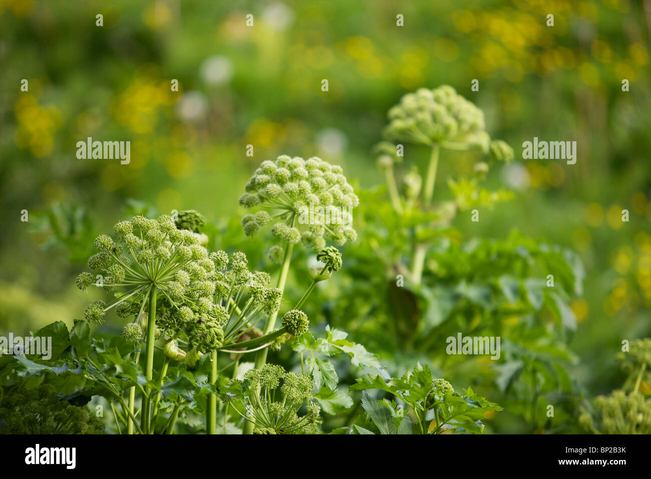 Icelandic flora hi-res stock photography and images - Alamy