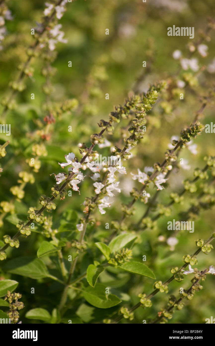 Basil plant in bloom in herbal garden Stock Photo - Alamy