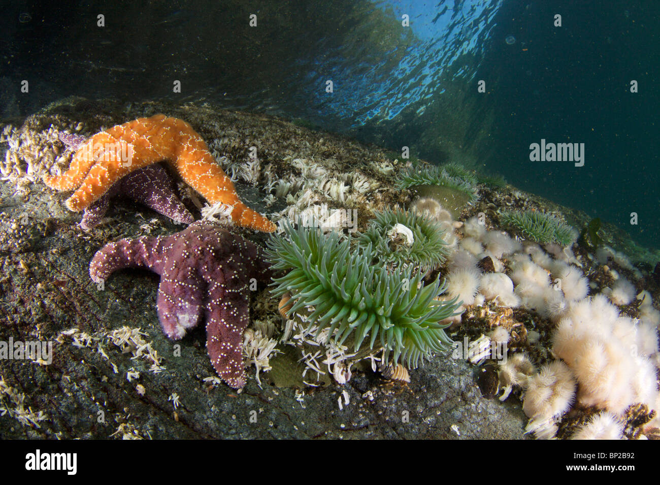 Star eel hi-res stock photography and images - Alamy
