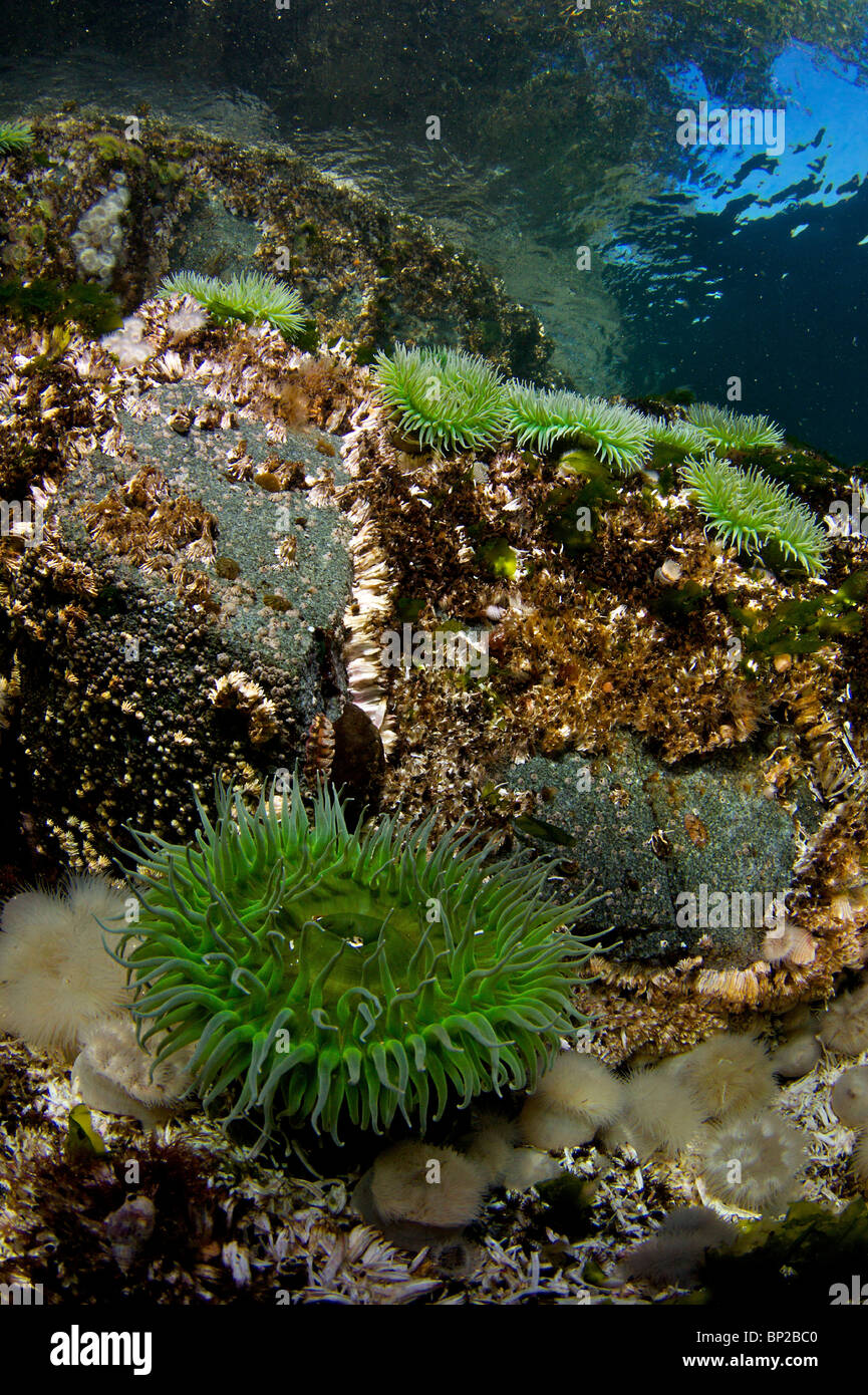 Vancouver Island cold water diving British Columbia, Canada Pacific ...