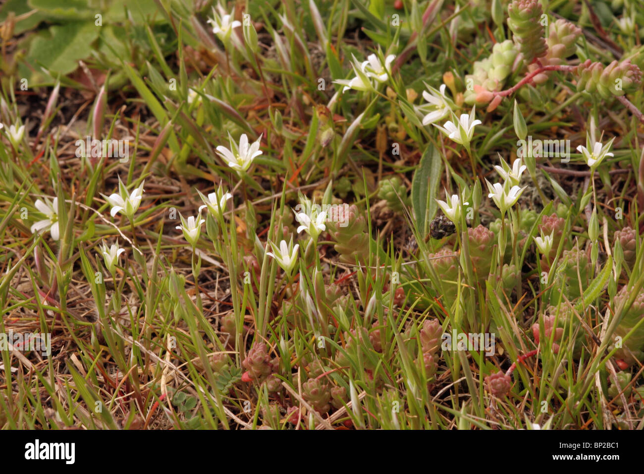 Upright chickweed (Moenchia erecta : Caryophyllaceae), UK Stock Photo ...