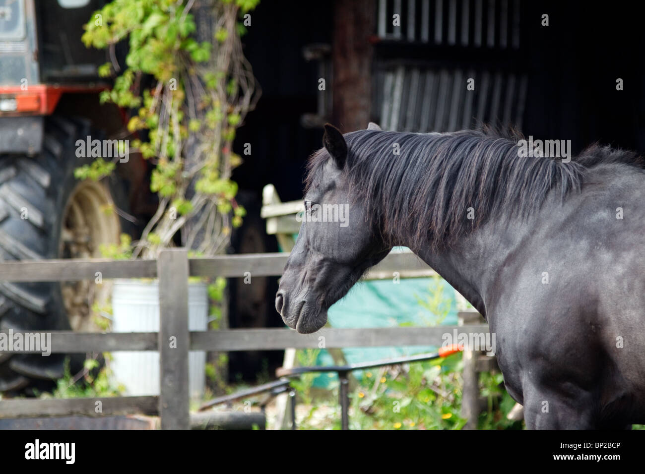 Dozing horse hi-res stock photography and images - Alamy