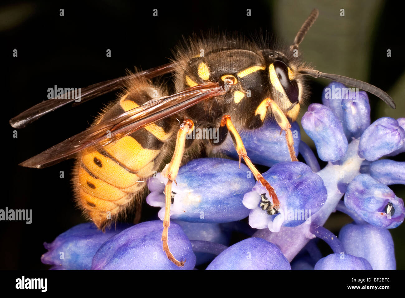Queen wasp hi-res stock photography and images - Alamy
